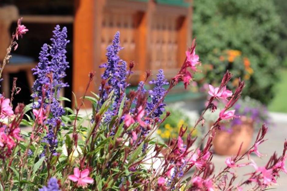 Bunte Blumenwiesen statt Einheitsrasen | Urbanes Gärtnern in Freiburg