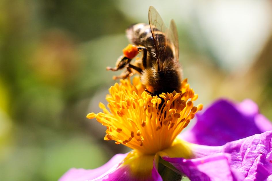 Jahreskreisfest – Walpurgisnacht | Urbanes Gärtnern in Freiburg